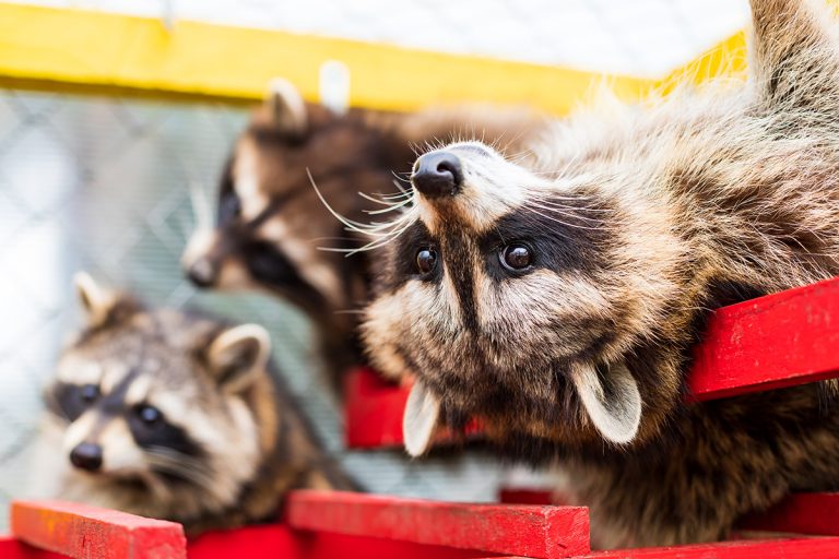 Do Raccoons Hibernate? - Critter Control Canada