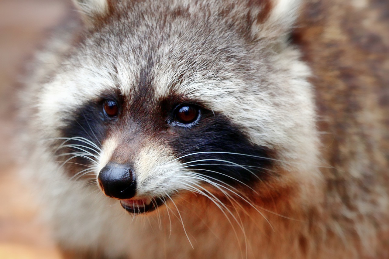 Raccoon Removal in Toronto - Critter Control Canada