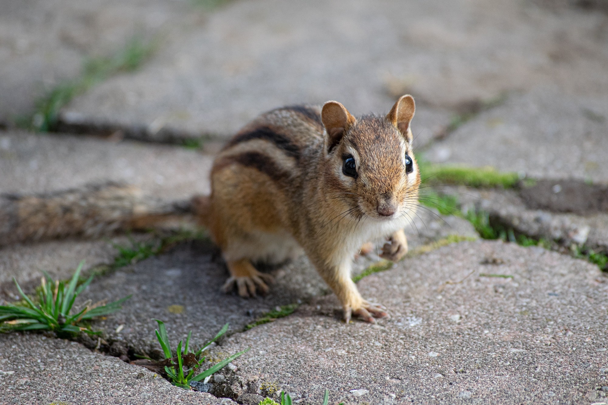 Chipmunk Removal Services | Critter Control Canada