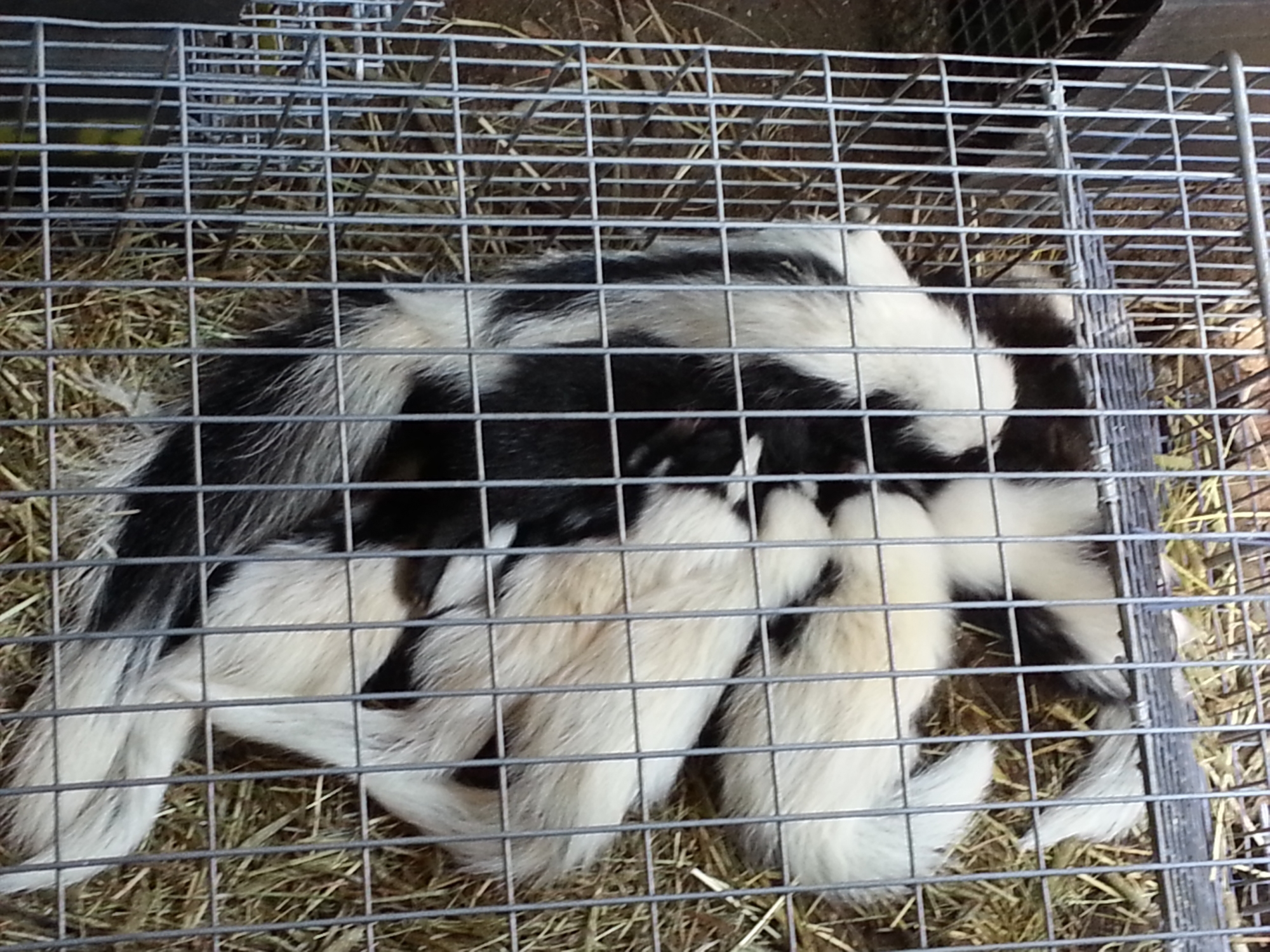Skunk Control and Trapping - Critter Control Canada