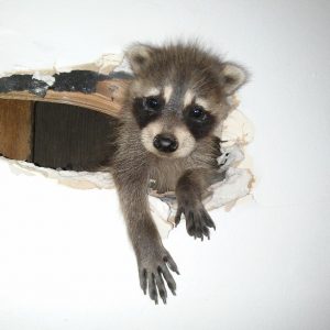 Do Raccoons Hibernate? - Critter Control Canada