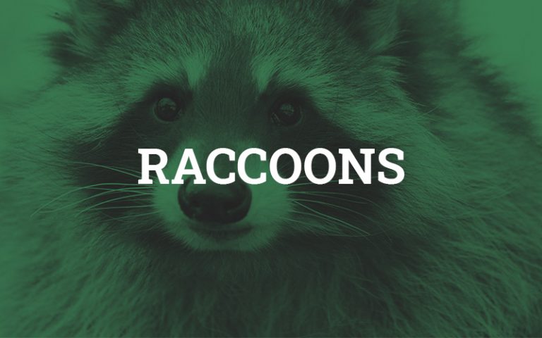 Humane Raccoon Removal - Critter Control Canada