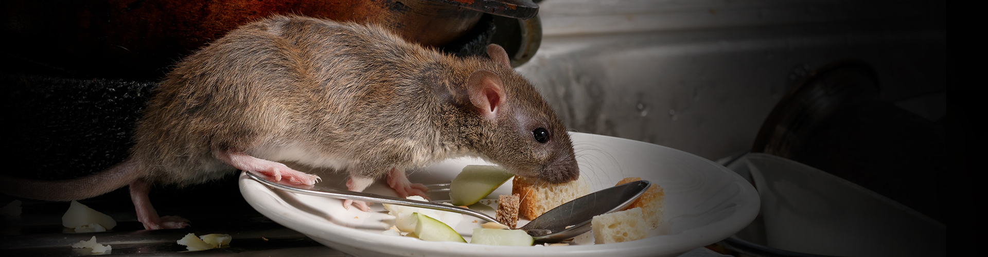 Rodent Proof Your Attic | Critter Control Canada