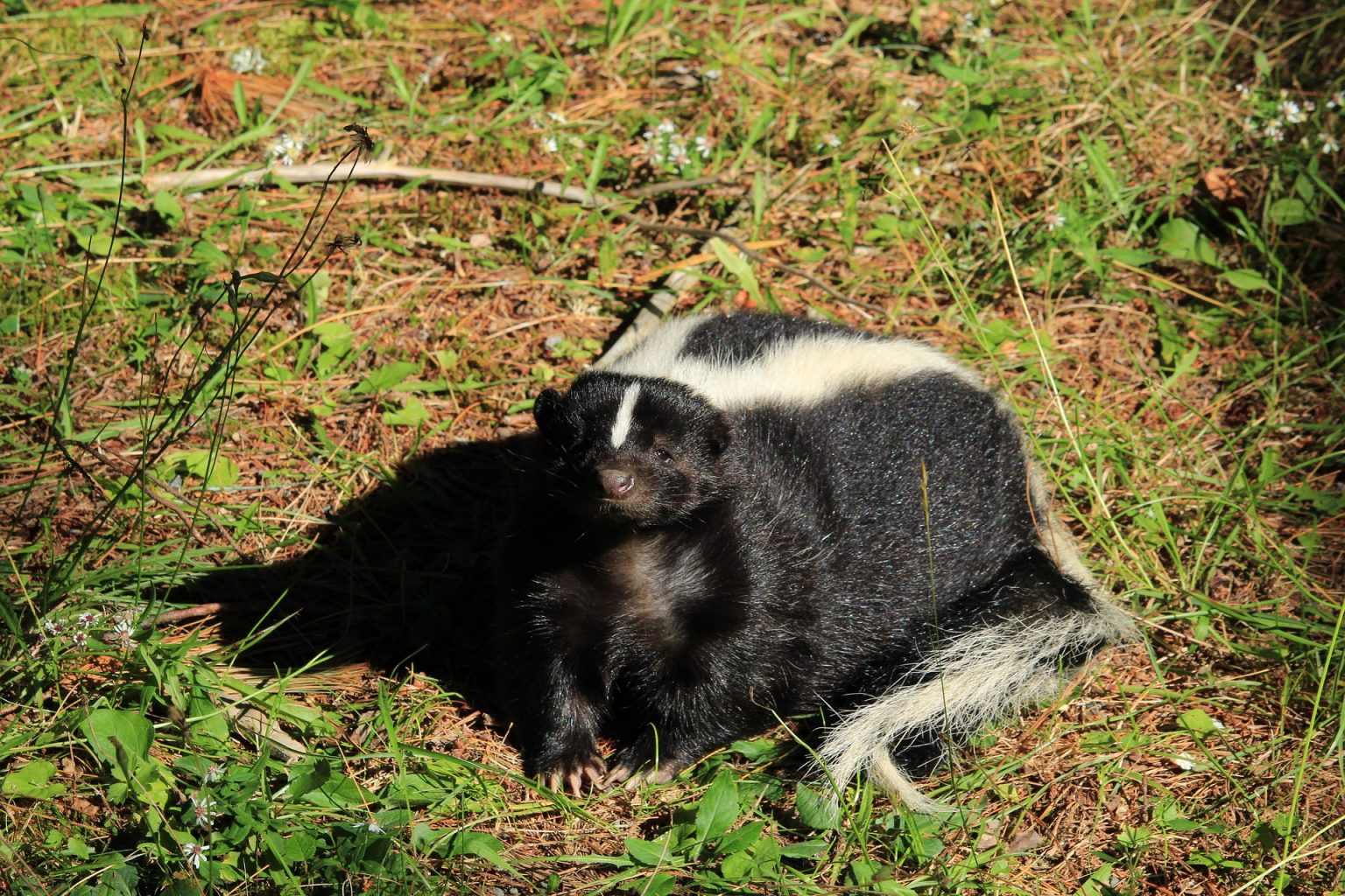 Skunk Control and Trapping - Critter Control Canada