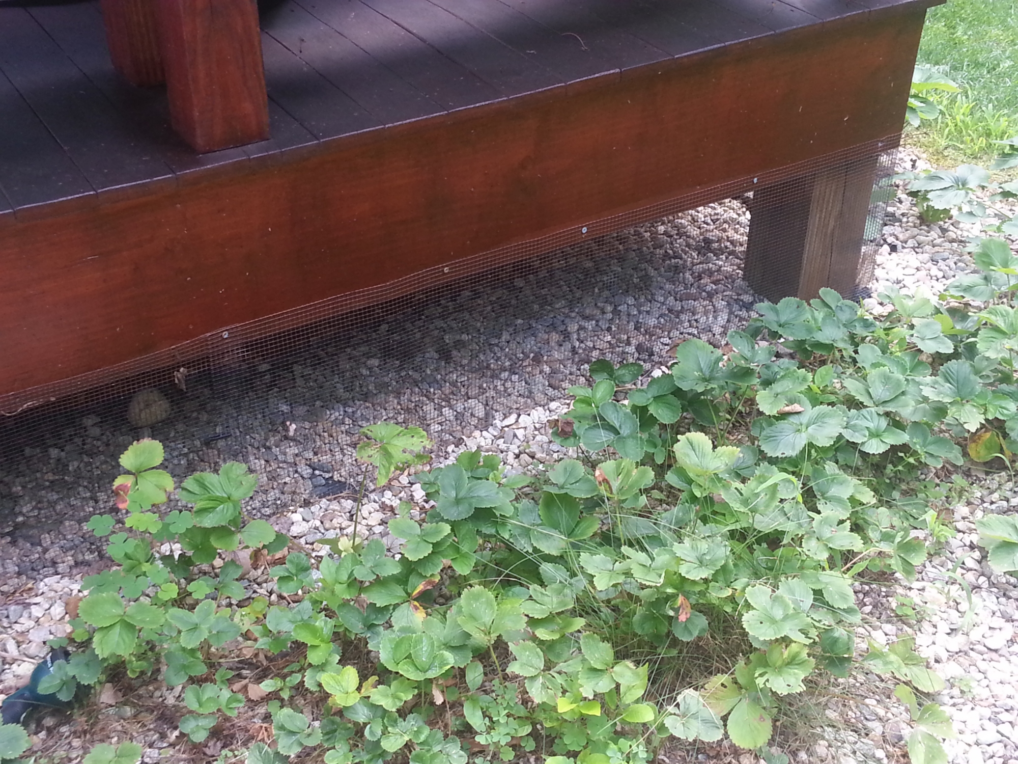 Skunk Control and Trapping - Critter Control Canada