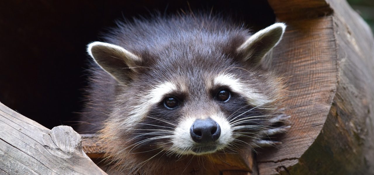 Do Raccoon Deterrents Work? | Critter Control Canada