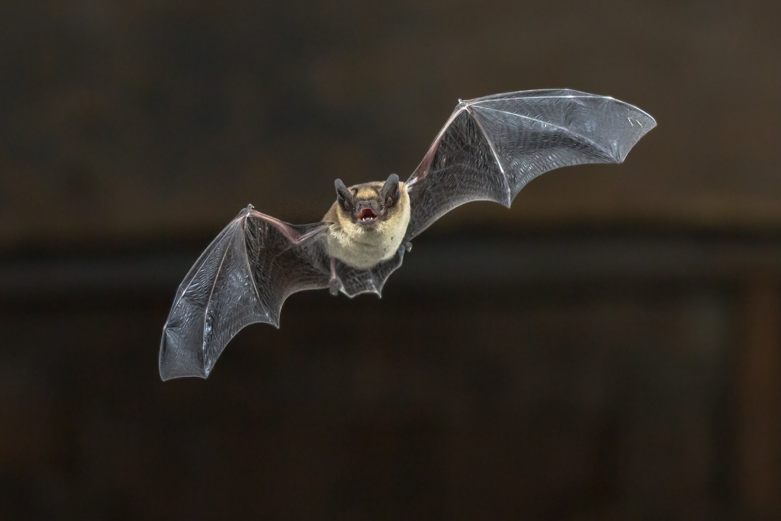 When is the Best Time of Year for Bat Removal? - Critter Control Canada