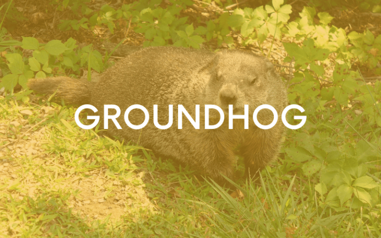 Groundhog Control - Critter Control Canada