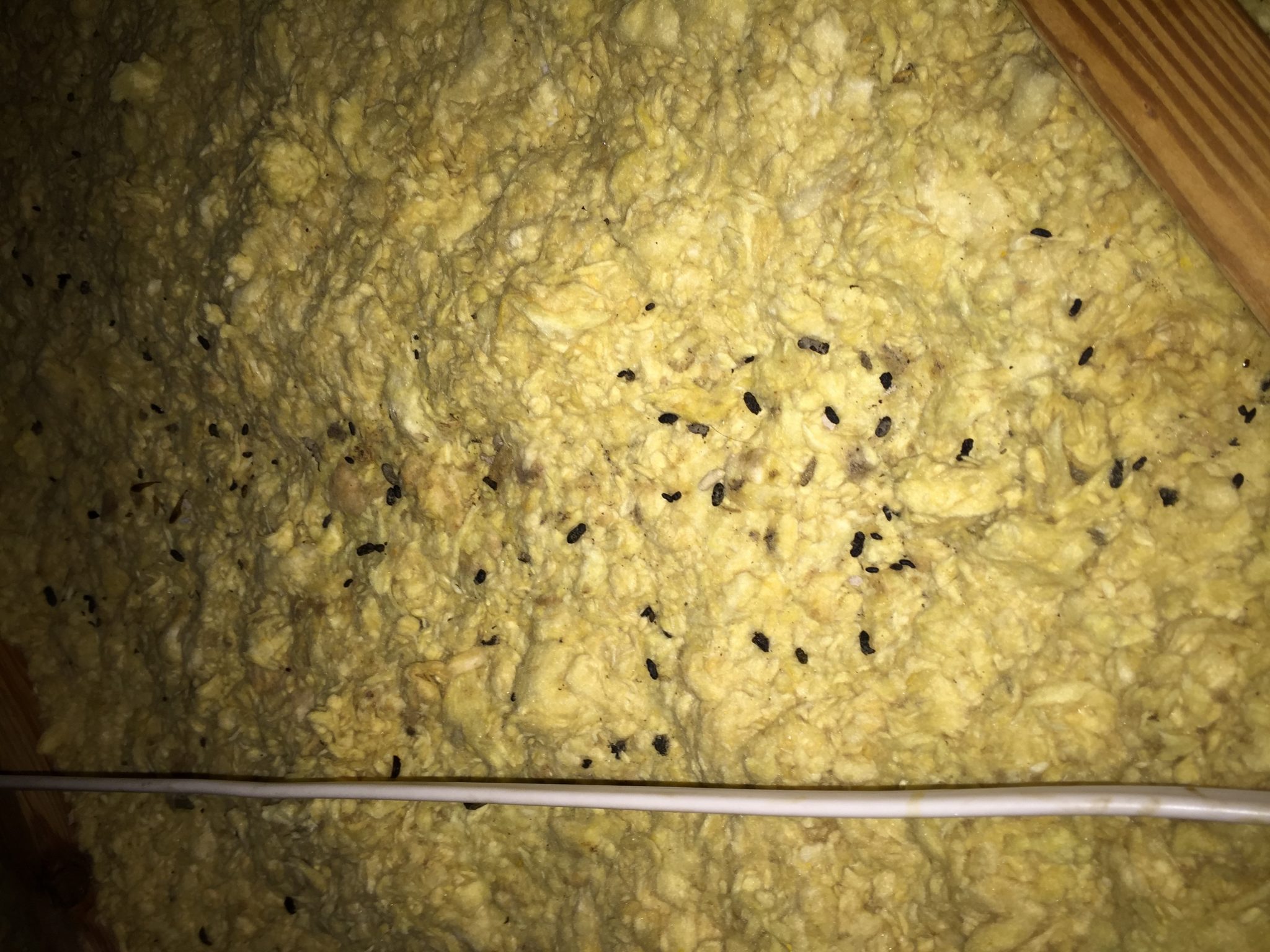Rat Droppings in Attic Insulation - Critter Control Canada