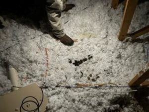 Animal Droppings in House Identification - Critter Control Canada