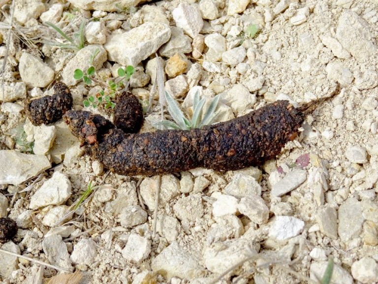 Animal Droppings in House Identification - Critter Control Canada