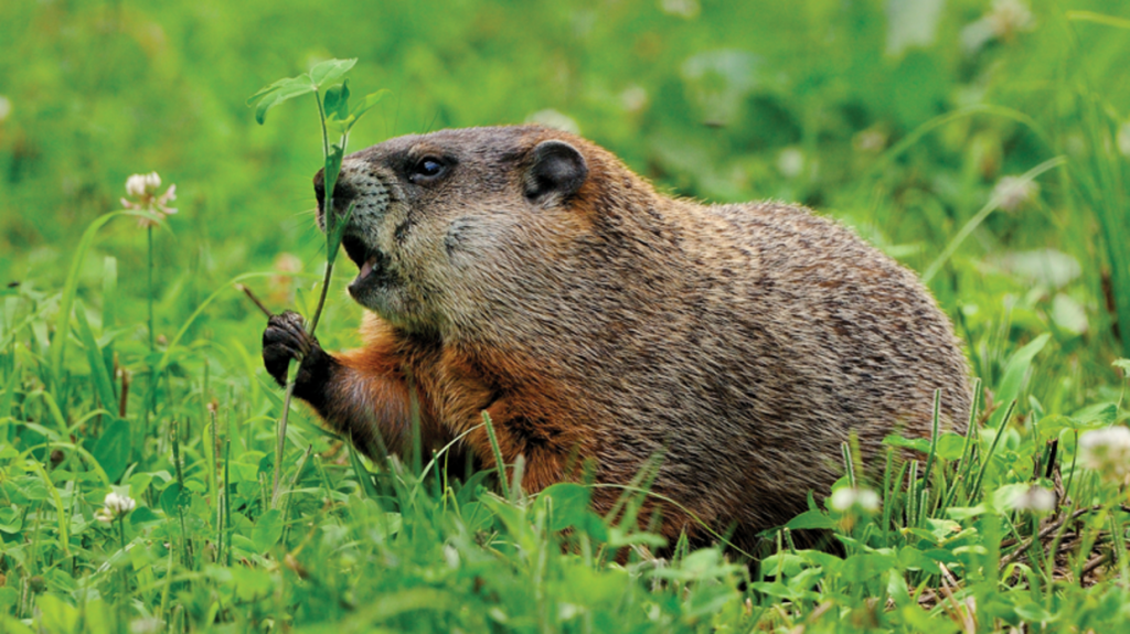 Groundhog Control - Critter Control Canada