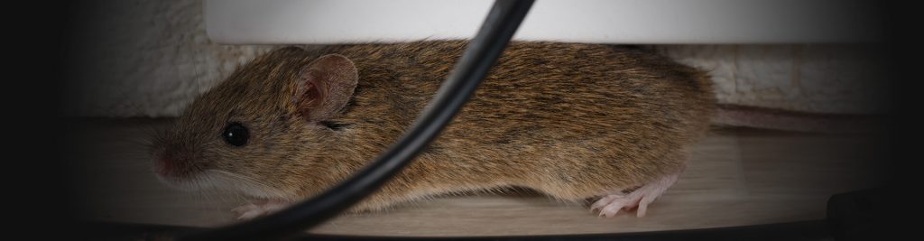 Restoring Your Property After Animal Damage: Our Humane and Expert Approach