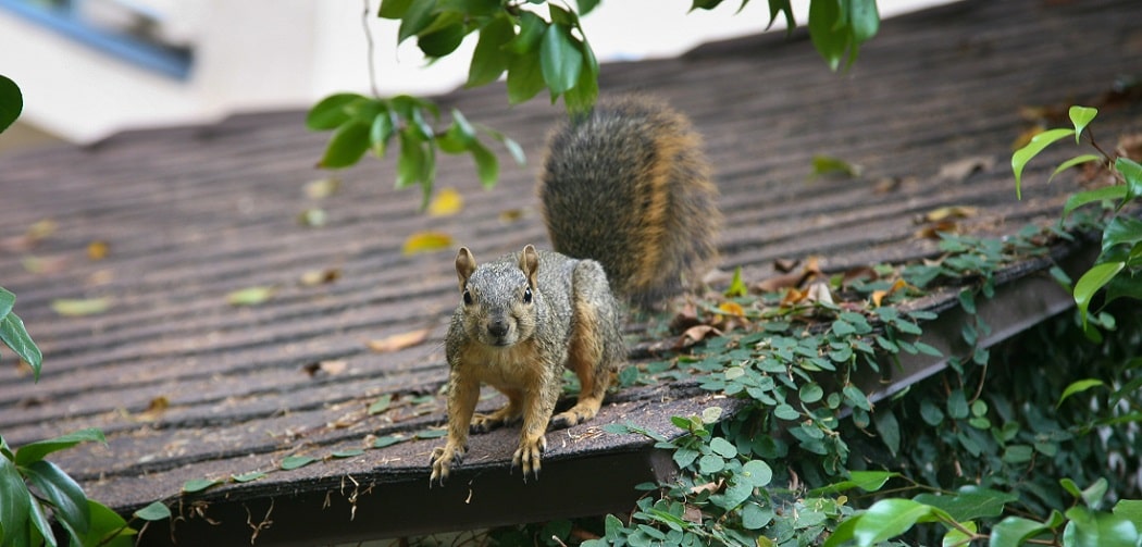 Raccoon Removal in Vancouver - Critter Control Canada