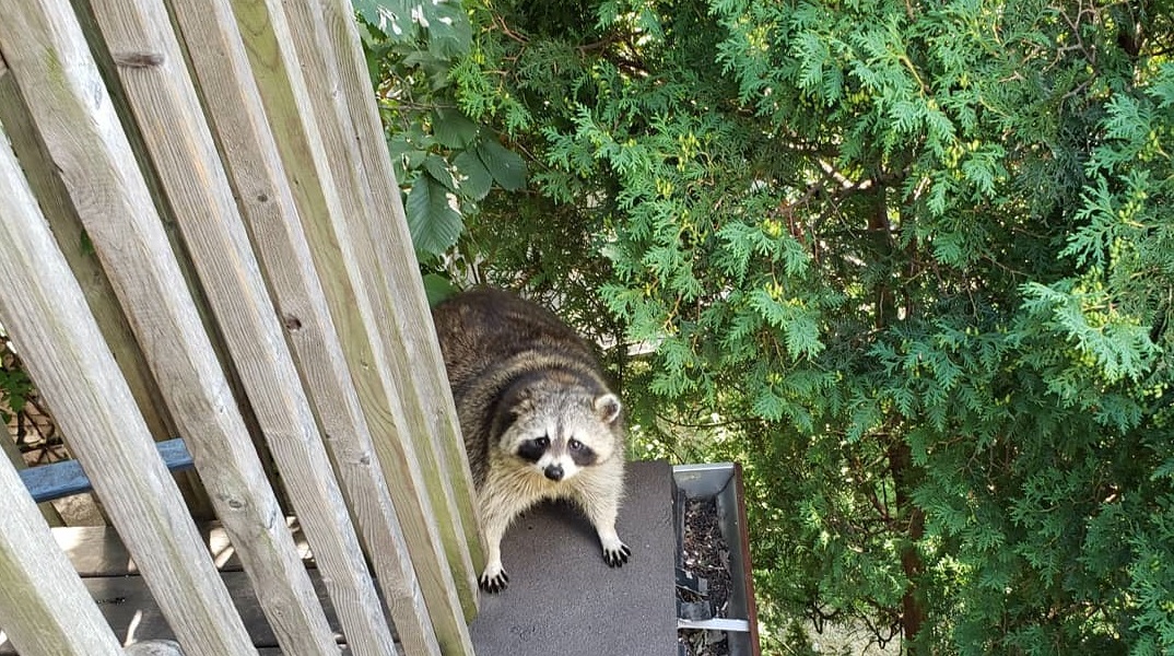 How Do Raccoons Get Inside My Home? - Critter Control Canada - Most ...