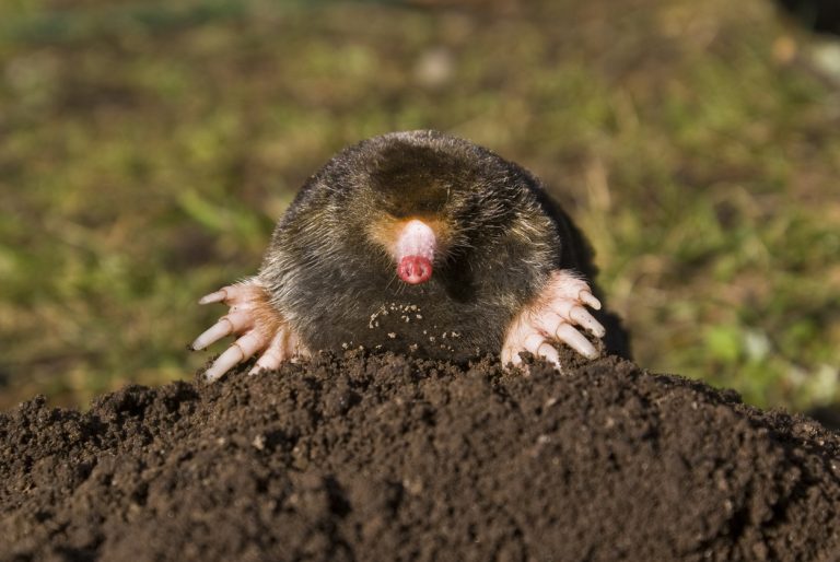 Mole Control | Critter Control Canada