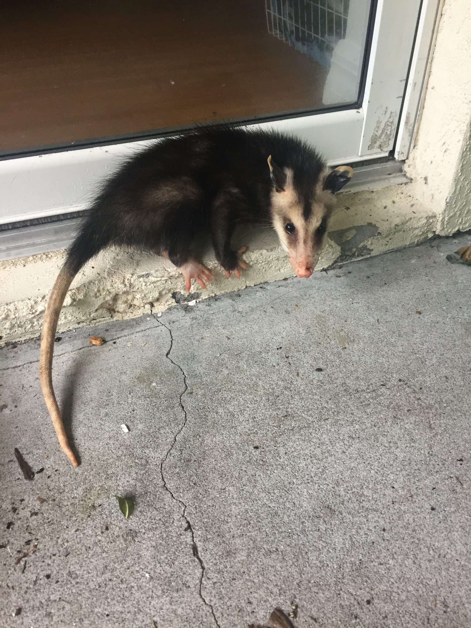 Opossum Removal and Control | Critter Control Canada