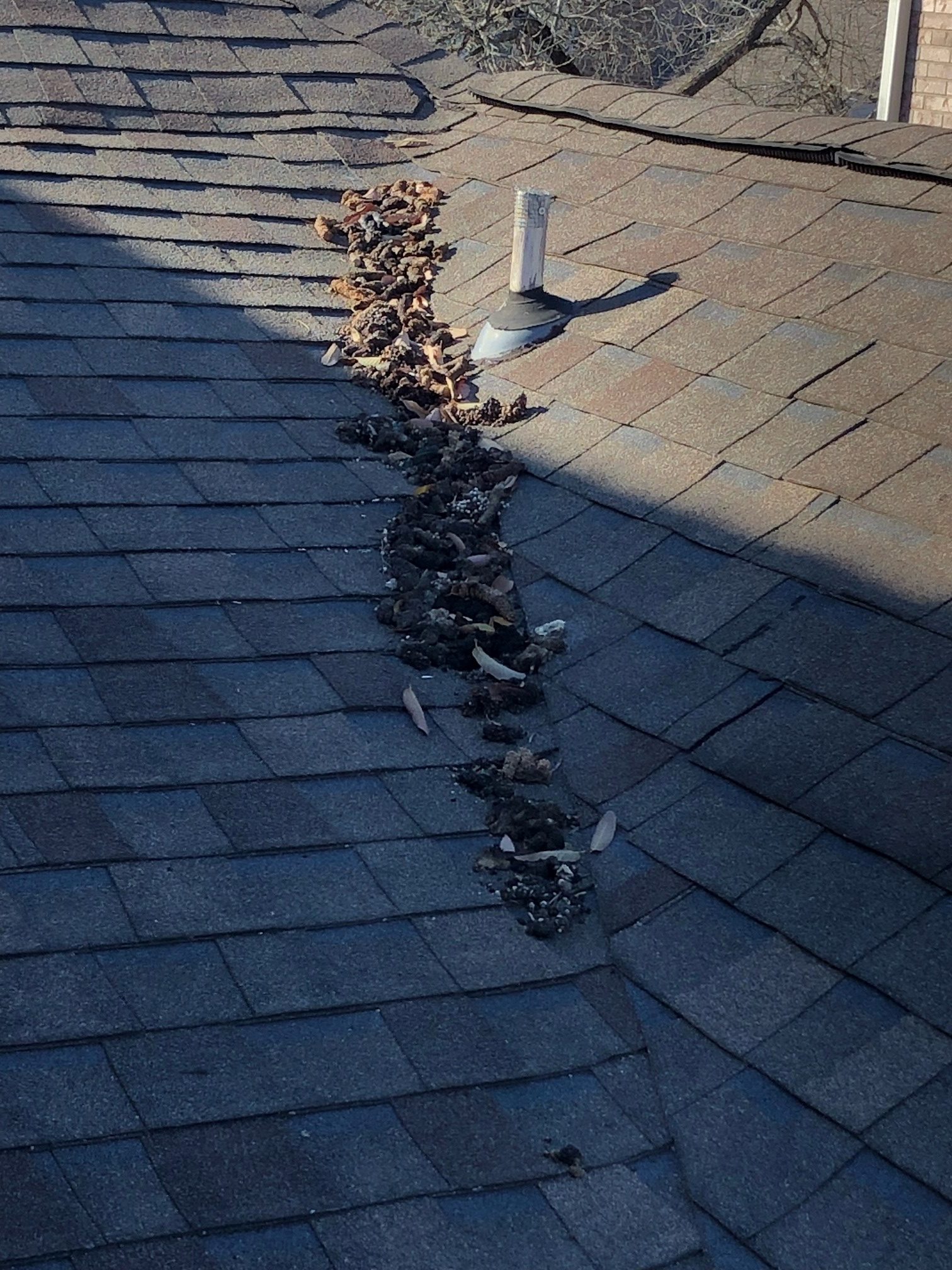 How to Identify Skunk Poop vs Raccoon Poop- Critter Control Canada