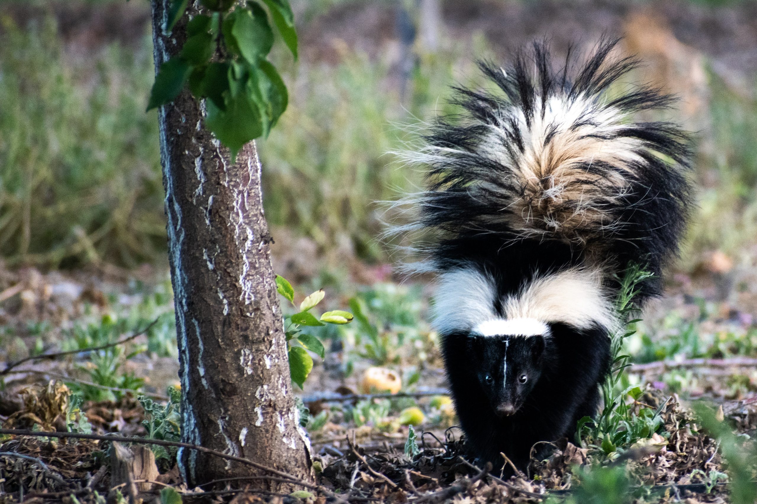 How to Identify Skunk Poop vs Raccoon Poop- Critter Control Canada